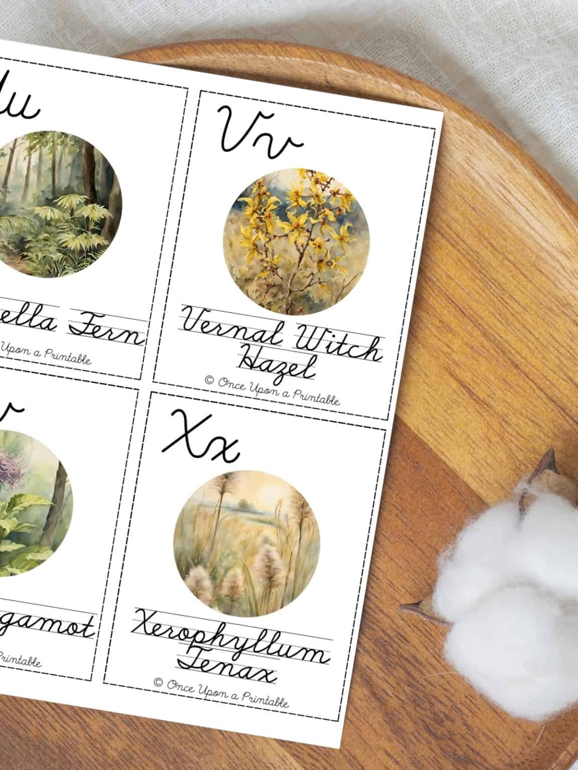 North American WildFlower Alphabet Cursive Cards (Free to Print) - Once ...