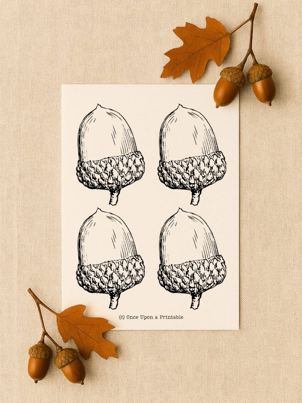 Acorn Templates (Free Printables) - Once Upon a Printable