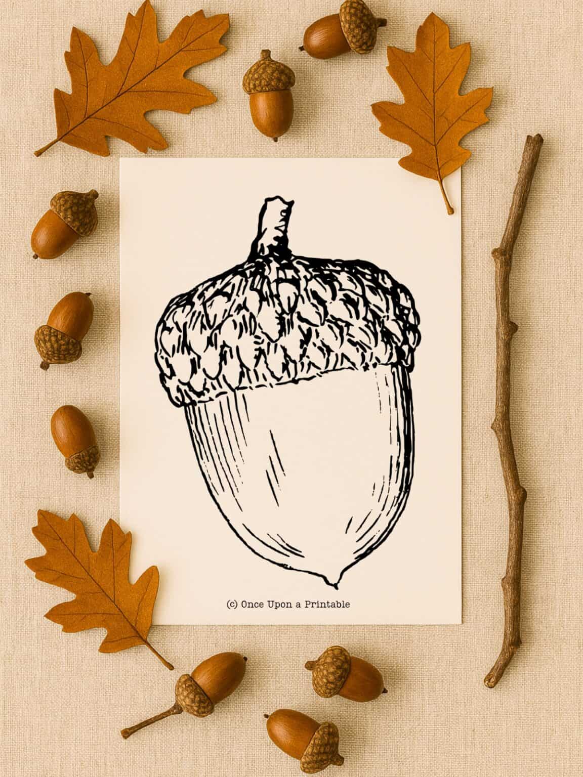 Acorn Templates (Free Printables) - Once Upon a Printable