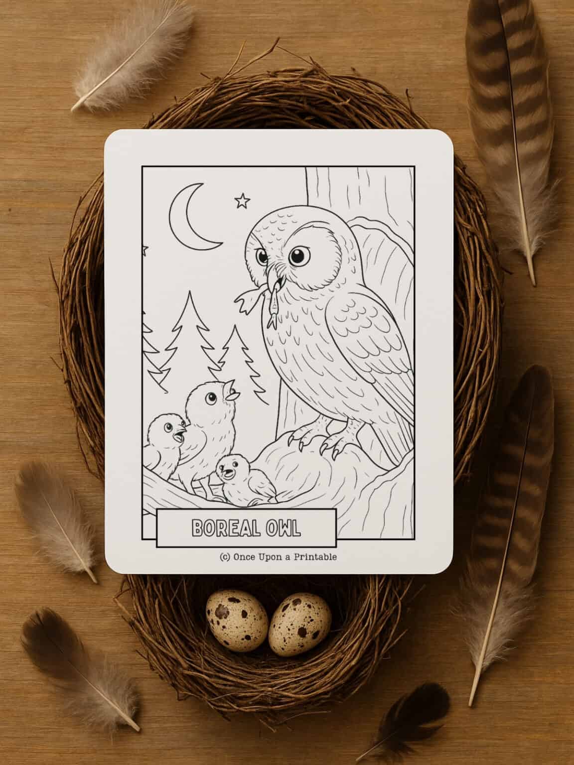 Owl Coloring Pages (Free Printables) - Once Upon a Printable