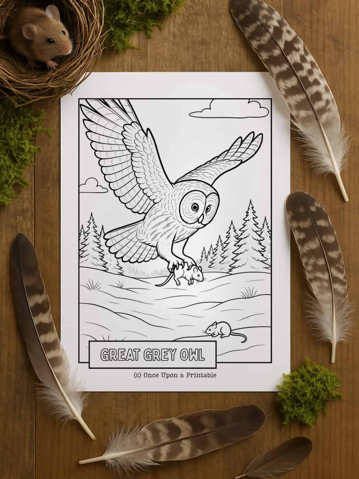 Owl Coloring Pages (Free Printables) - Once Upon a Printable